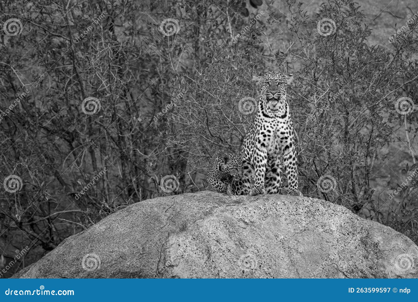 Mono Leopard on Rock with Small Cub Stock Image - Image of plain ...