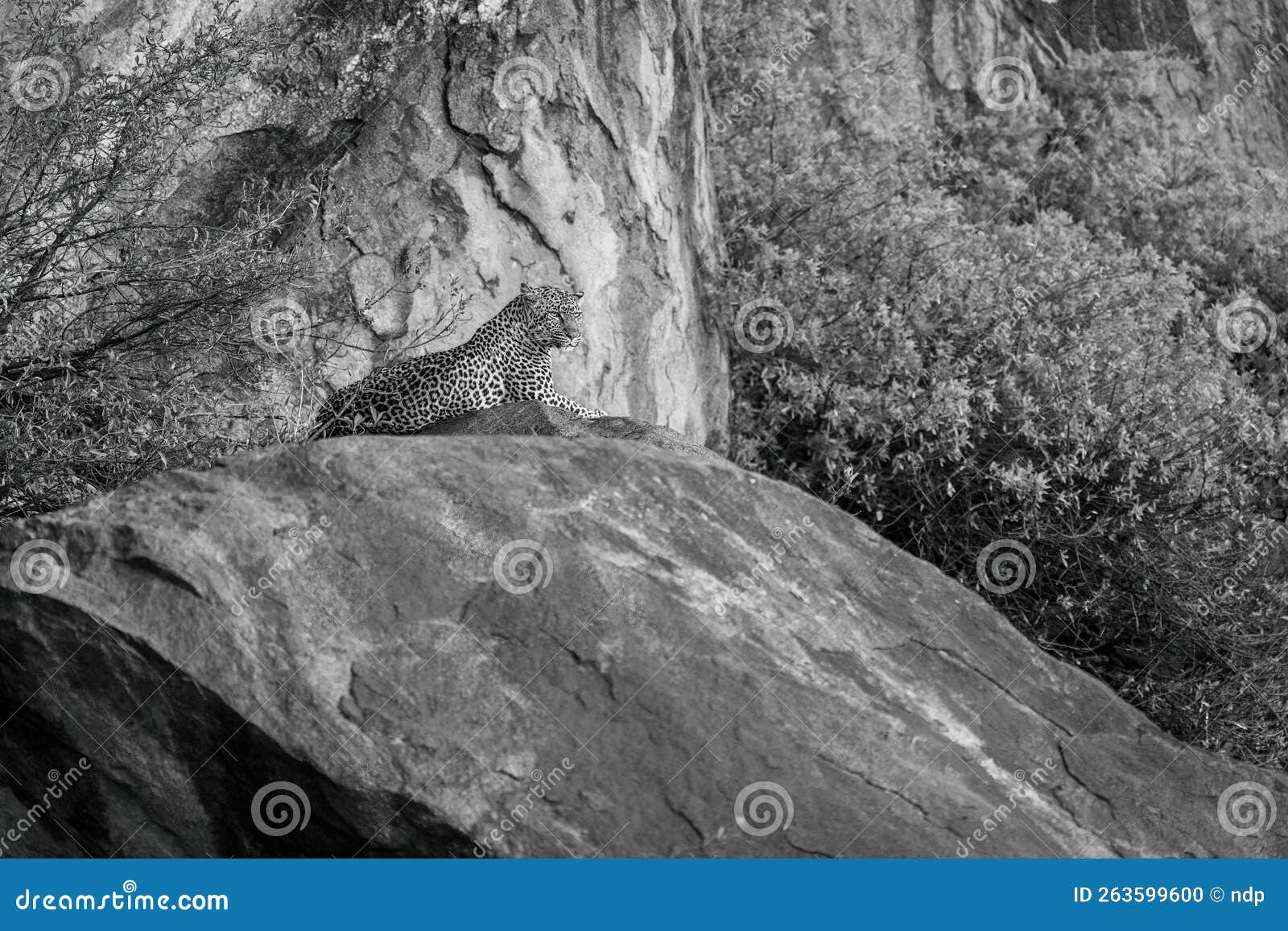 Mono Leopard on Rock Staring into Distance Stock Photo - Image of noir ...
