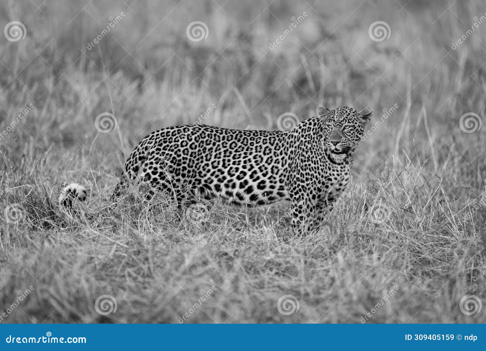 Mono Leopard Stands in Grass Looking Round Stock Image - Image of ...