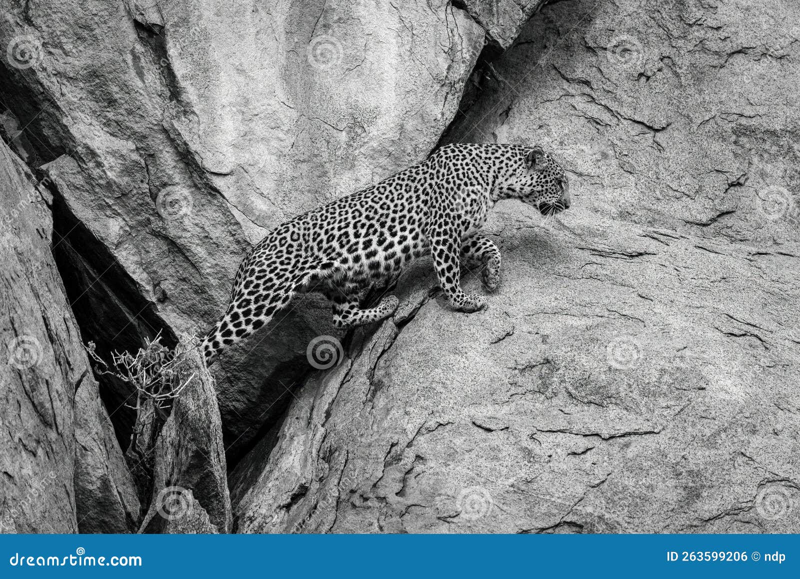 Mono-leopardo, Caverna E Escalas Foto de Stock - Imagem de predador ...