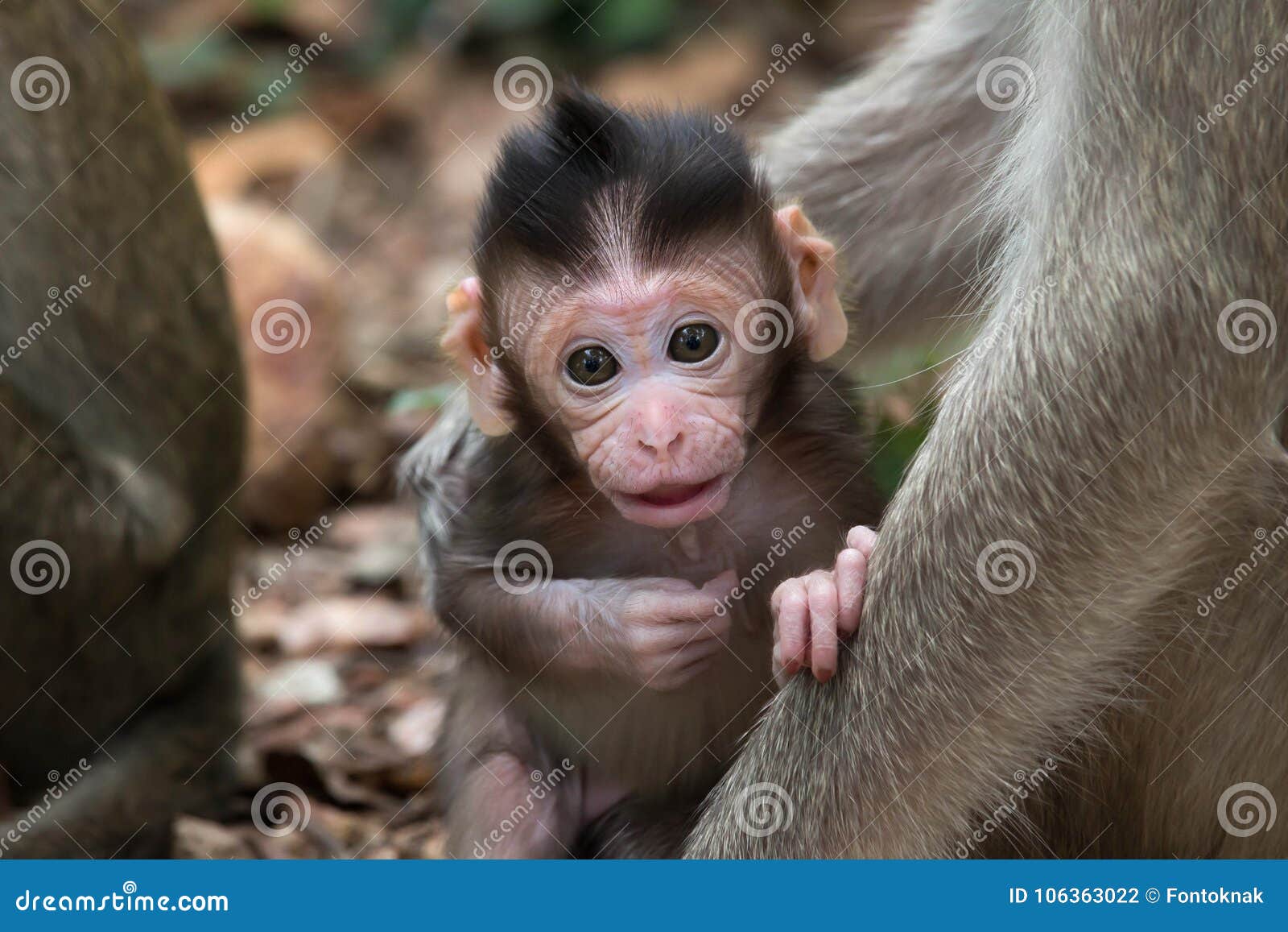 Mono lindo foto de archivo. Imagen de piel, macaca, bosque - 106363022