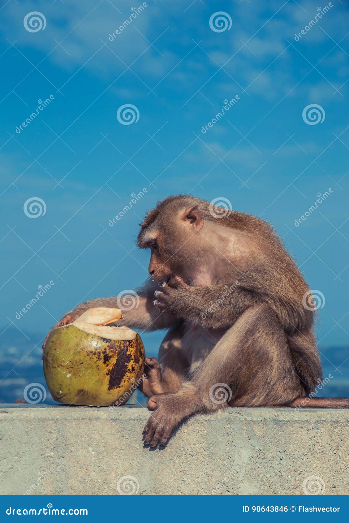 Mono Lindo Que Come El Coco Foto de archivo - Imagen de safari ...