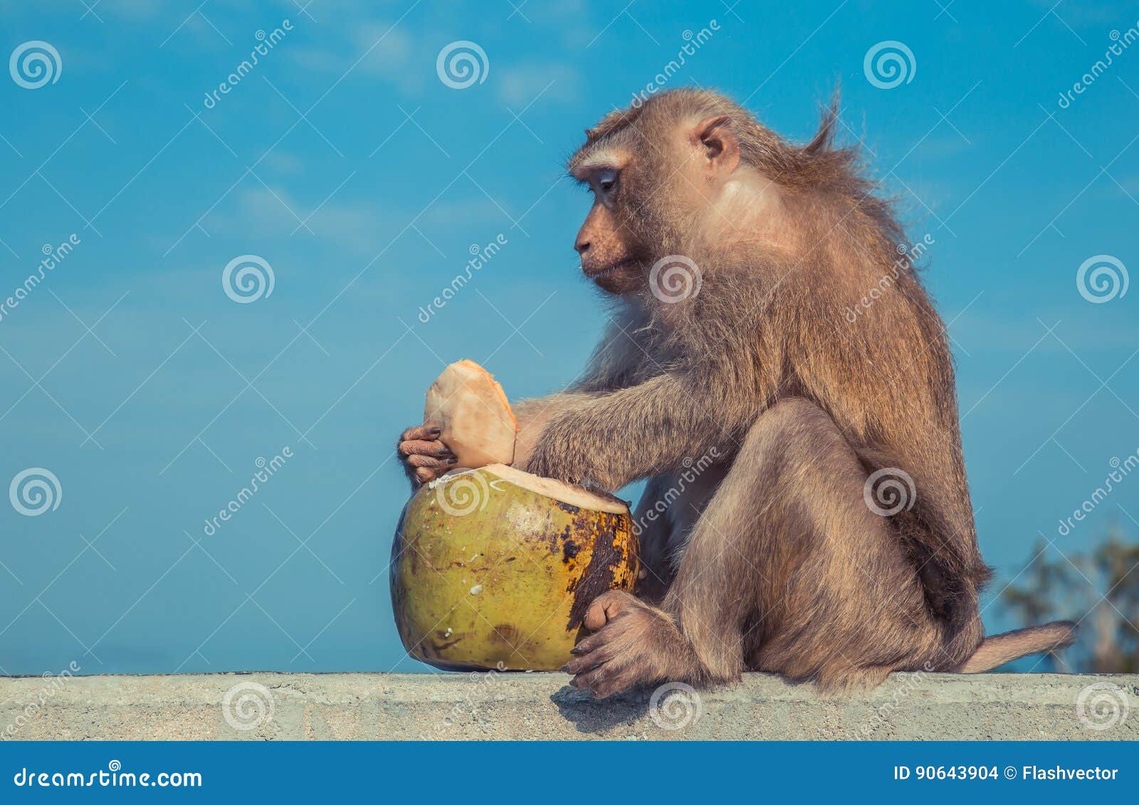 Mono Lindo Que Come El Coco Foto de archivo - Imagen de adorable, gris ...