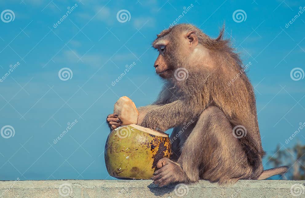 Mono Lindo Que Come El Coco Foto de archivo - Imagen de adorable, gris ...