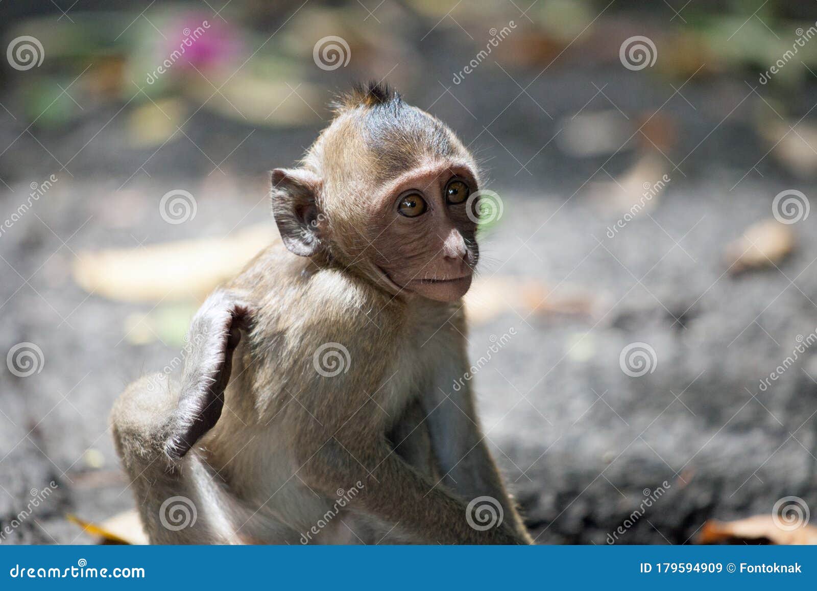 Mono lindo imagen de archivo. Imagen de primate, travieso - 179594909