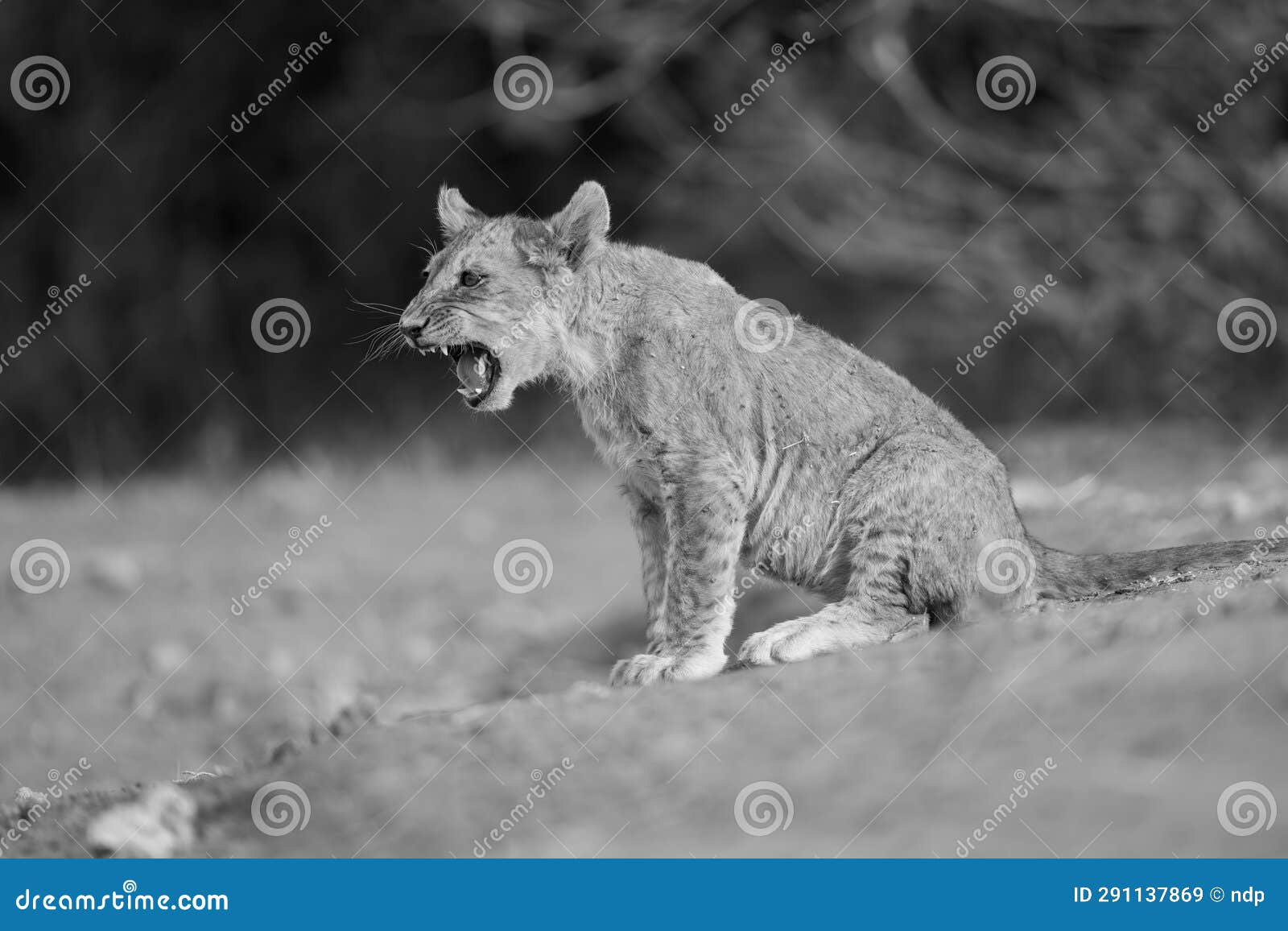Mono Lion Cub Sits Snarling on Sand Stock Image - Image of nature ...