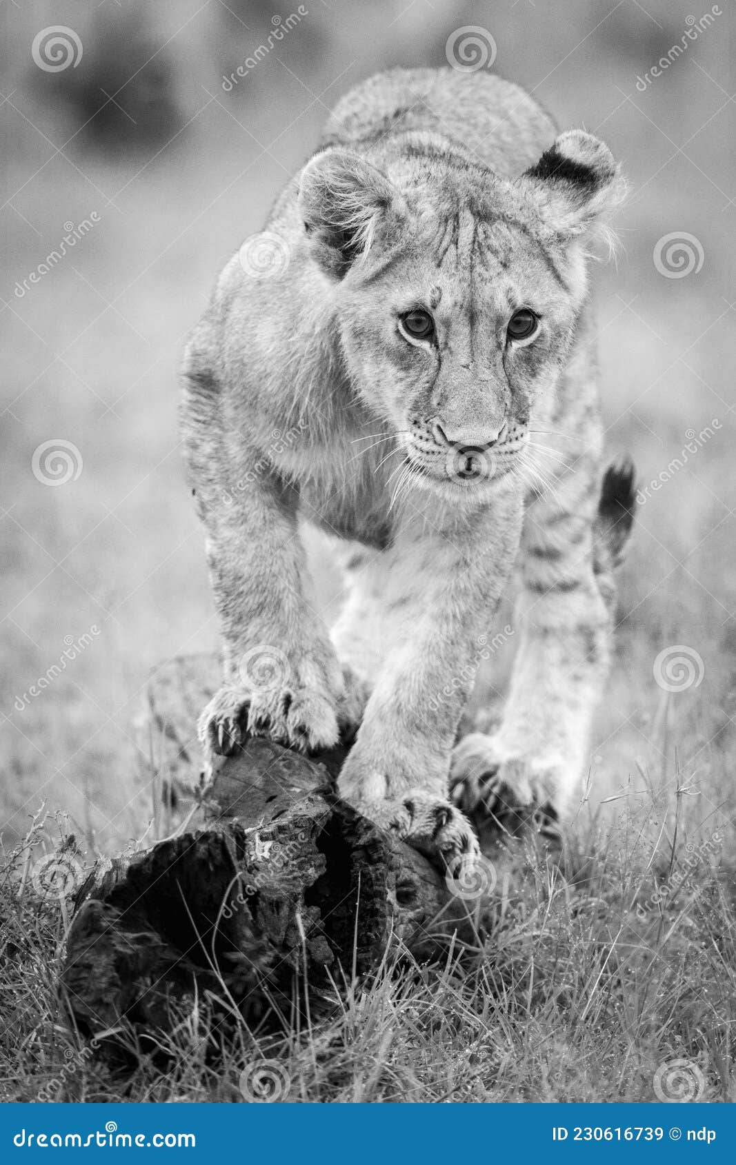 Mono Lion Cub Stands on Log Staring Stock Image - Image of lion ...