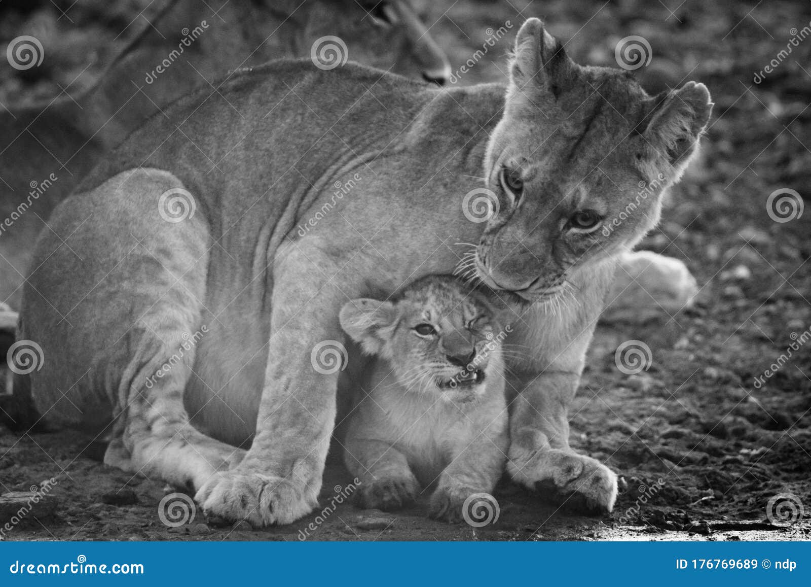 Mono Lioness Nuzzling Cub at Water Hole Stock Image - Image of africa ...