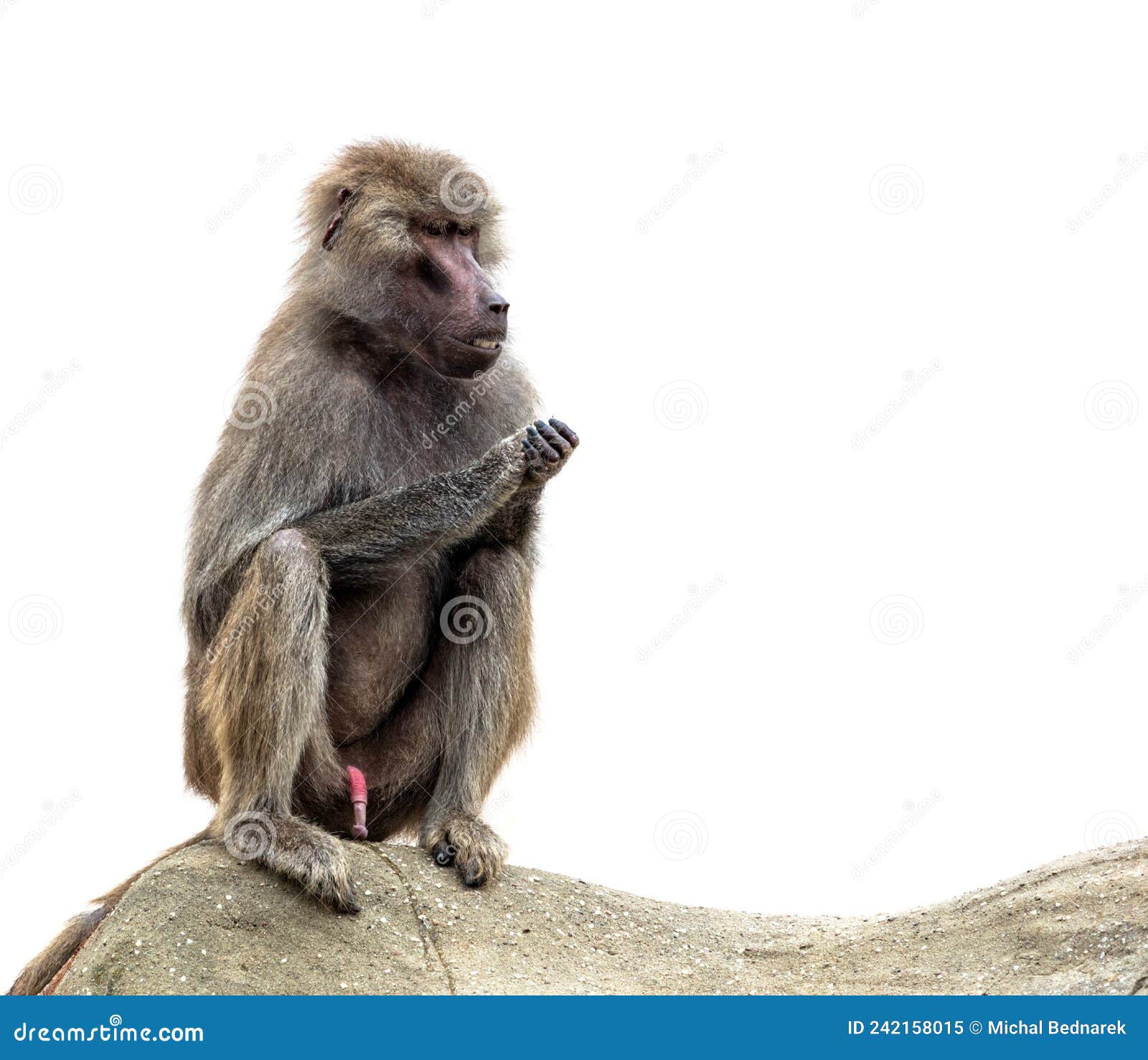 Mono Macaco Aislado En Blanco Imagen de archivo - Imagen de mono ...