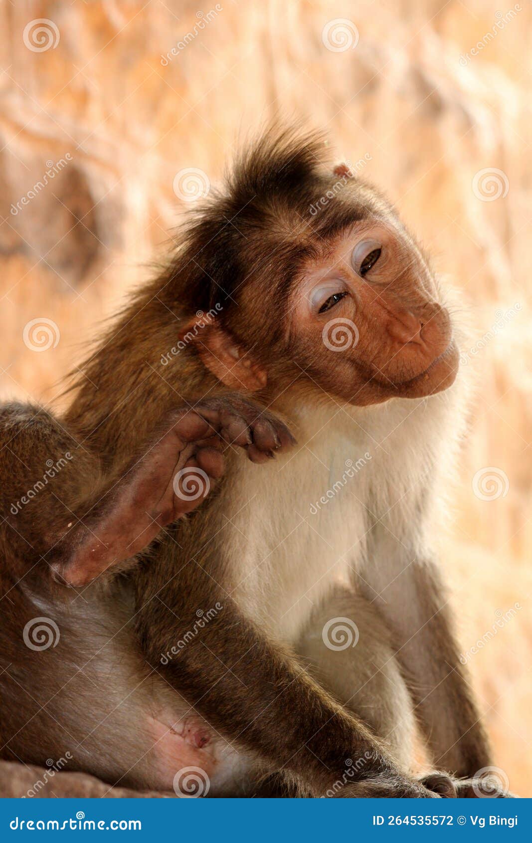 Mono Macaco Bonnet En Badami Fort Foto de archivo - Imagen de macaca ...