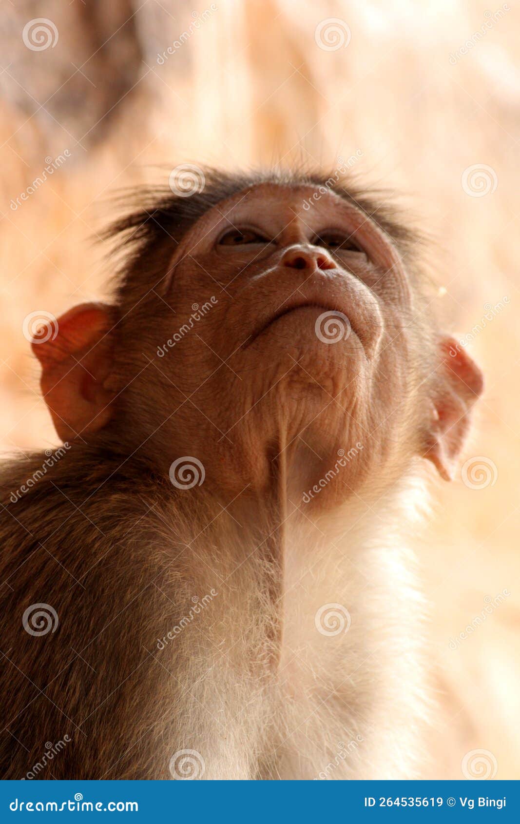 Mono Macaco Bonnet En Badami Fort Imagen de archivo - Imagen de animal ...