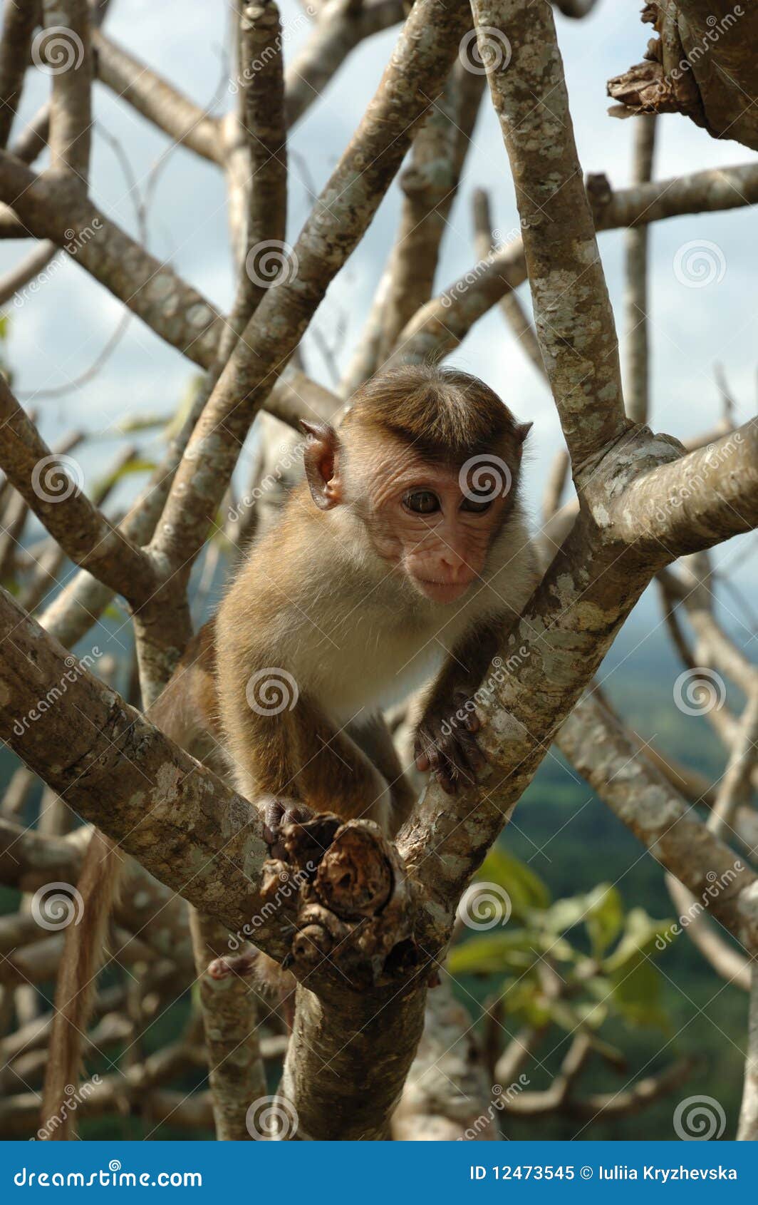 Mono - Macaque De Capo (radiata Del Macaca) Imagen de archivo - Imagen ...