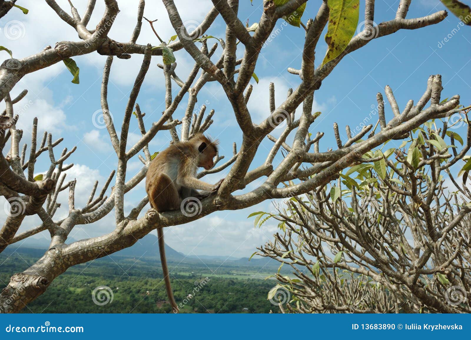 Mono - Macaque De Capo (radiata Del Macaca) Foto de archivo - Imagen de ...