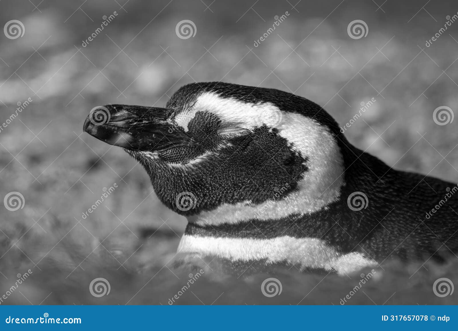 Mono Magellanic Penguin in Burrow on Slope Stock Photo - Image of ...