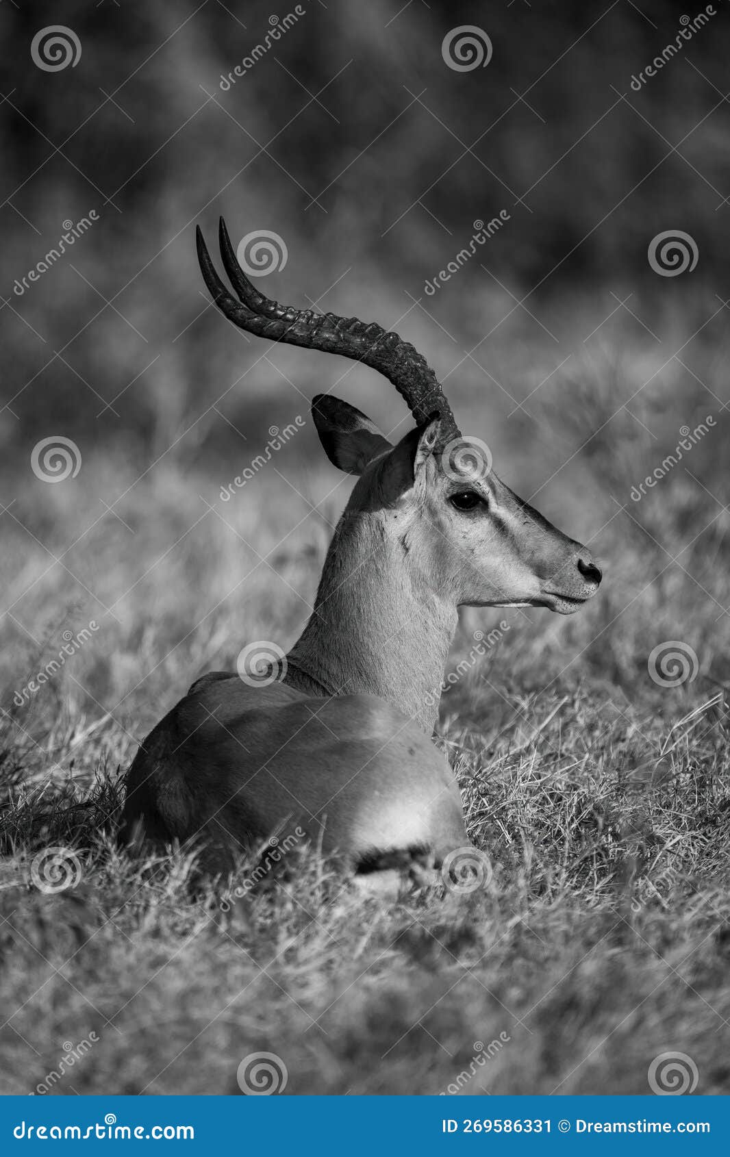 Mono Male Common Impala in Grass Staring Stock Image - Image of black ...