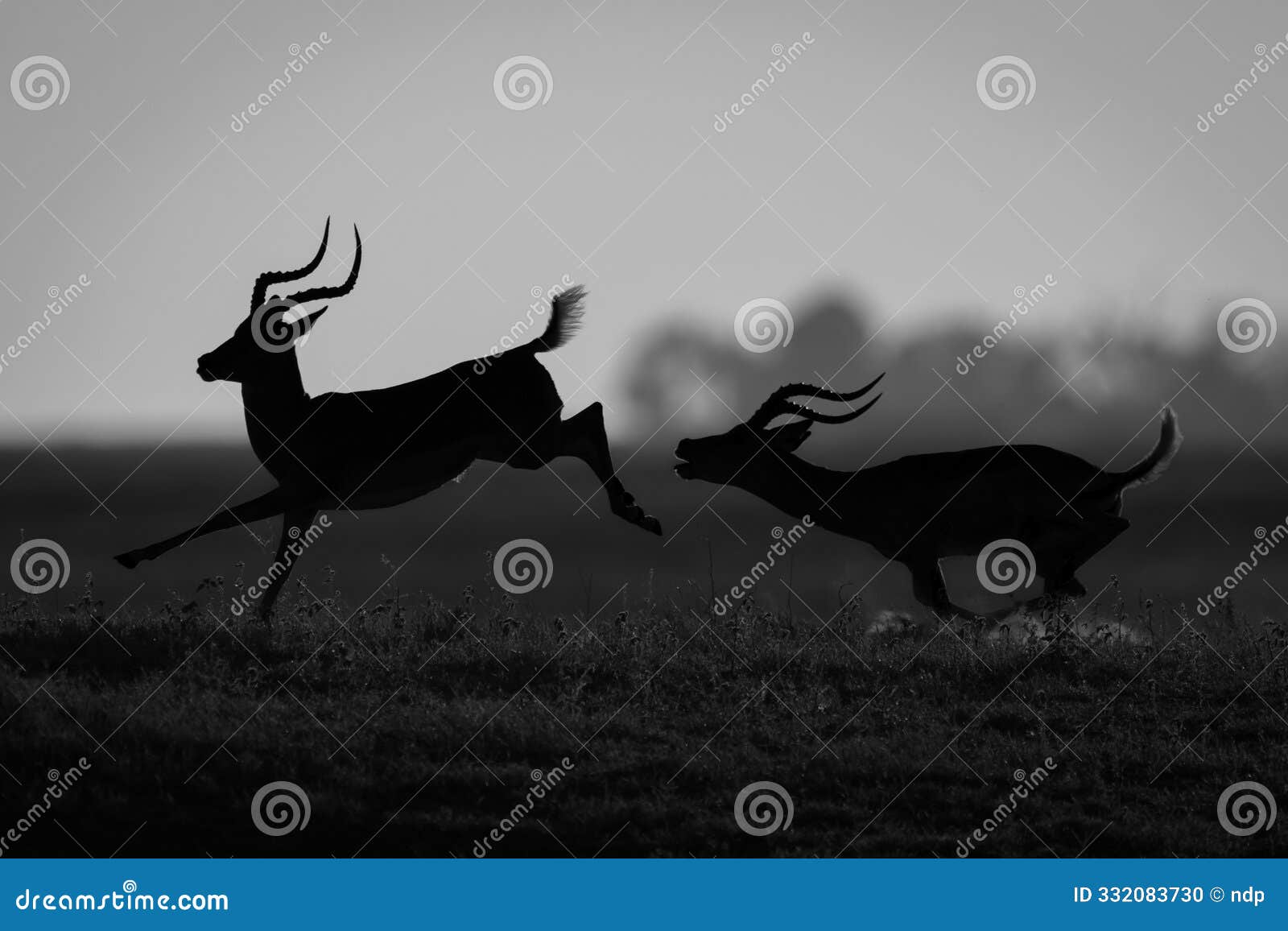 Mono Male Lion Lying In Tall Grass Stock Photography | CartoonDealer ...