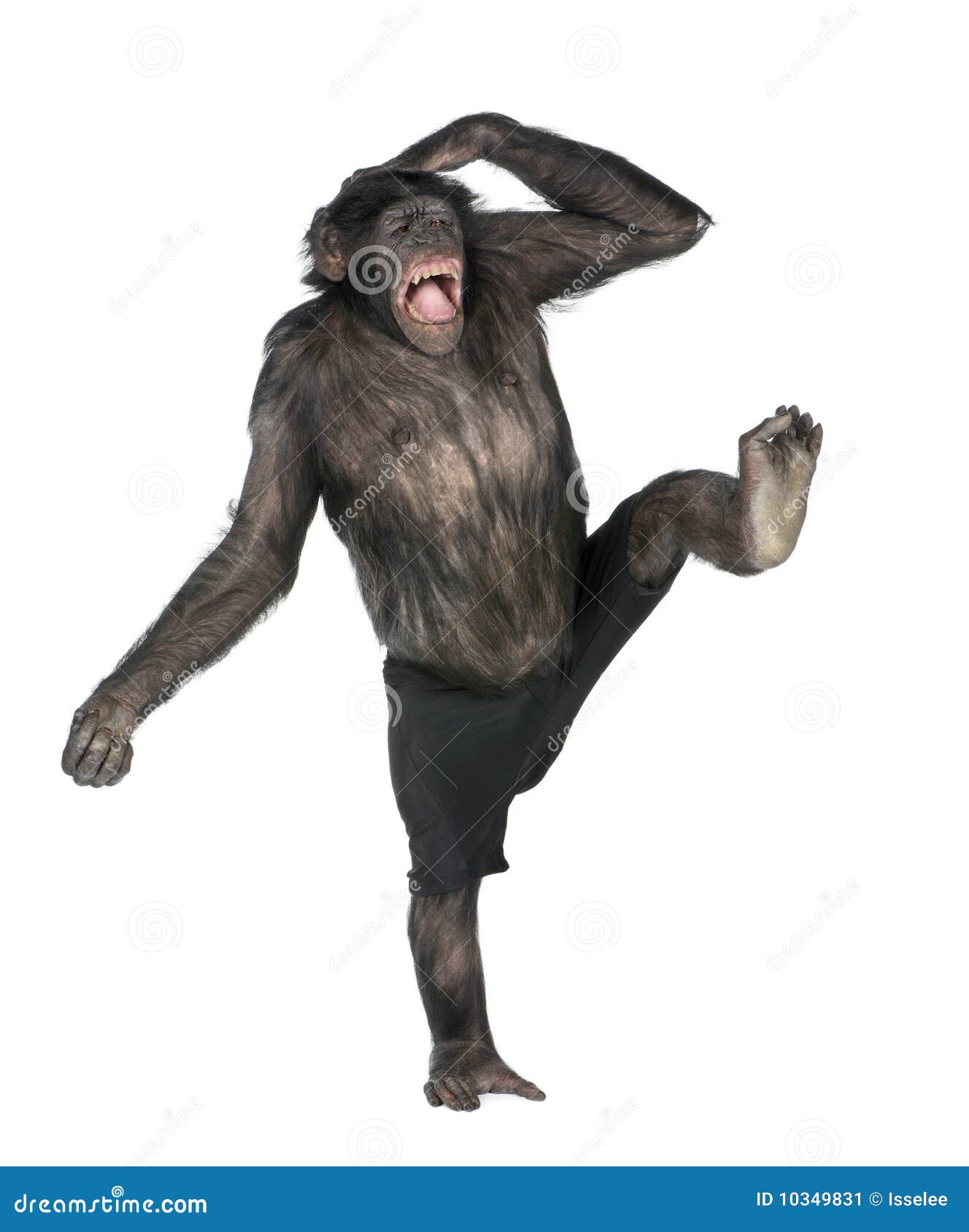 Mono Monkeying Y Que Grita En Un Pie Imagen de archivo - Imagen de ...