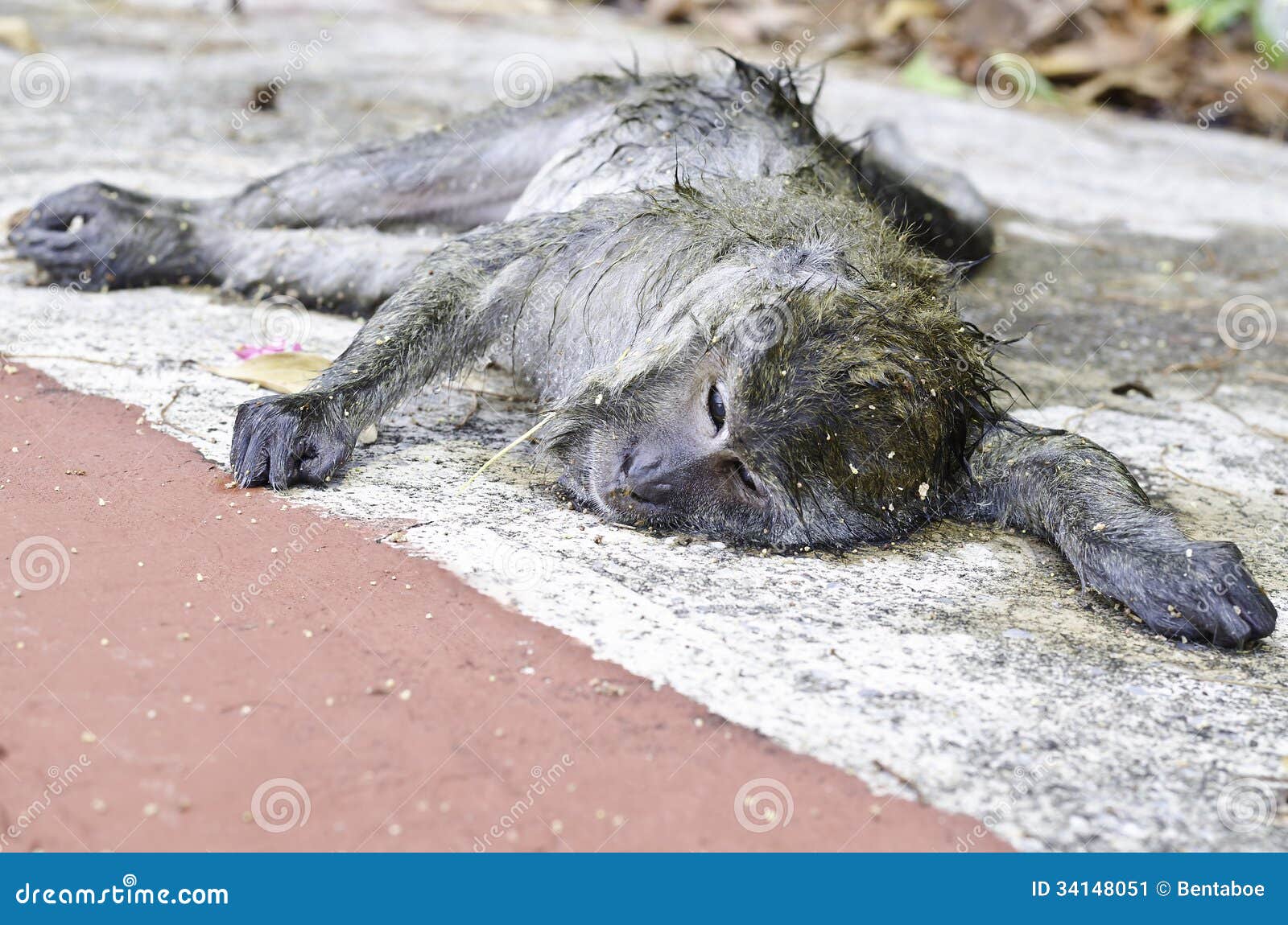 Mono muerto imagen de archivo. Imagen de bestia, tronco - 34148051