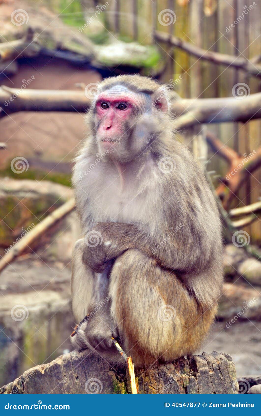 Mono pensativo imagen de archivo. Imagen de fauna, macaca - 49547877