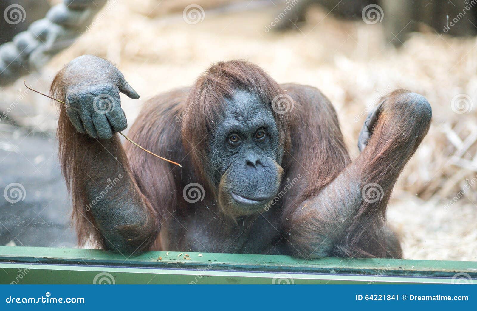 Mono pensativo imagen de archivo. Imagen de pensamiento - 64221841