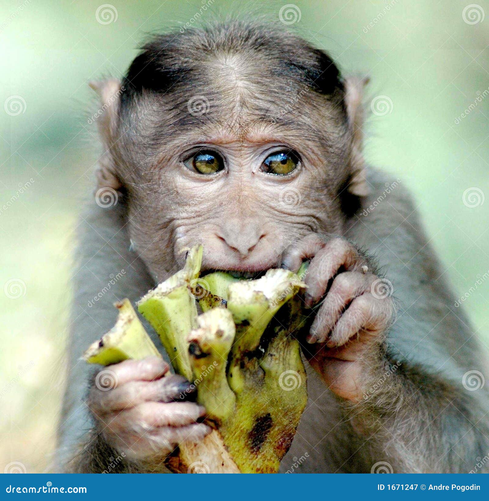 Mono que come algo imagen de archivo. Imagen de chillón - 1671247
