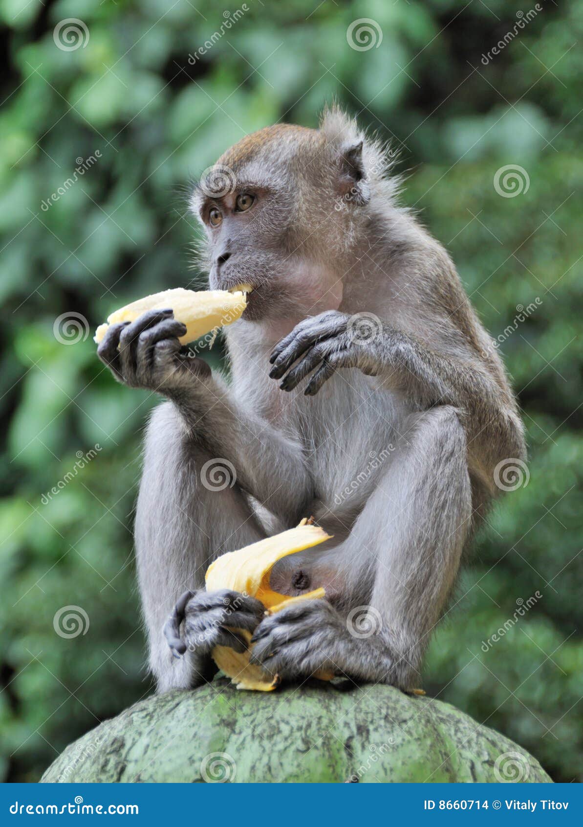 Mono que come el plátano foto de archivo. Imagen de coma - 8660714