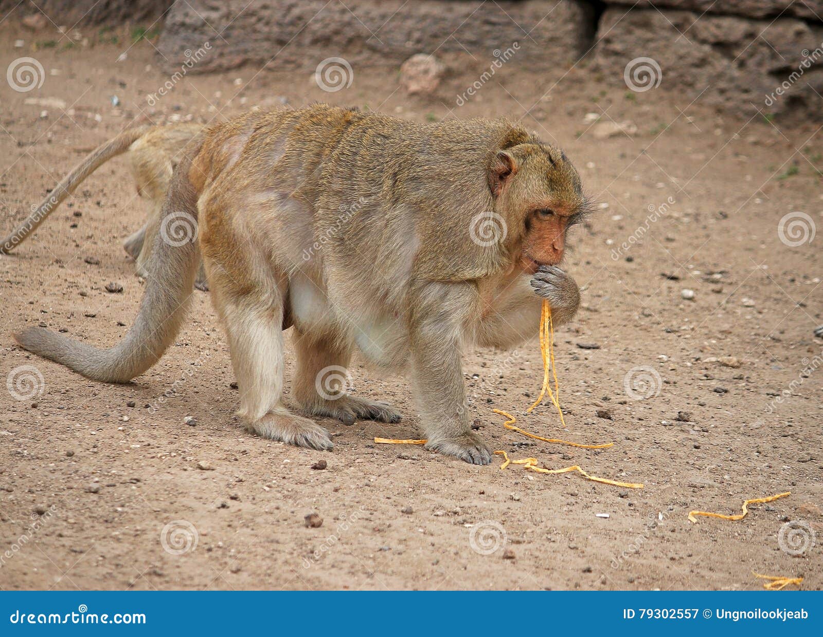 Mono que come la comida imagen de archivo. Imagen de comer - 79302557