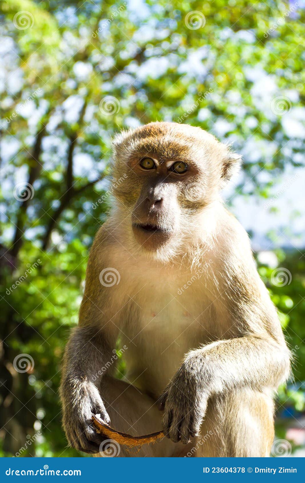 Mono Que Lleva a Cabo Un Shell Del Coco Foto de archivo - Imagen de ...