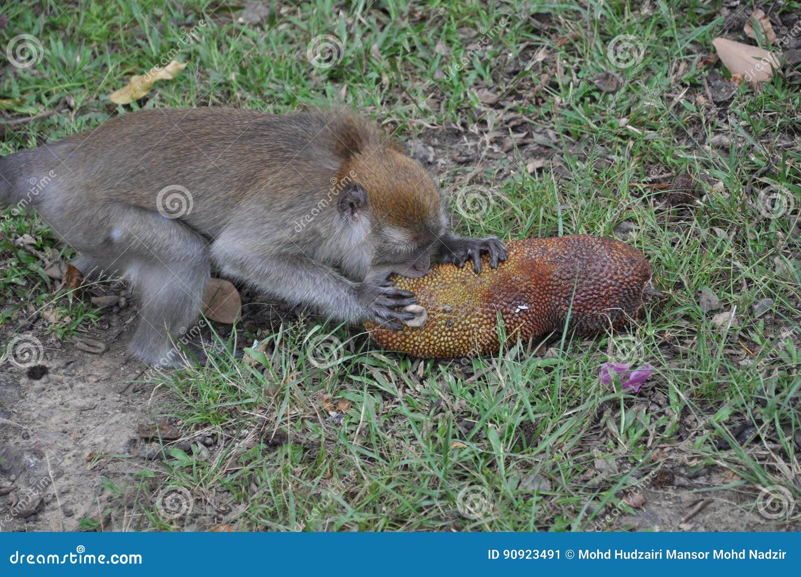 Mono que lo come comida imagen de archivo. Imagen de fruta - 90923491