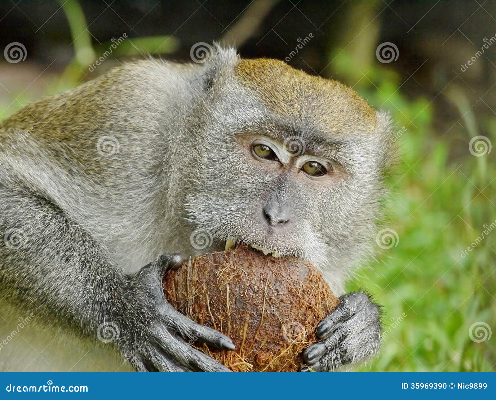 Mono que muerde un coco foto de archivo. Imagen de flora - 35969390