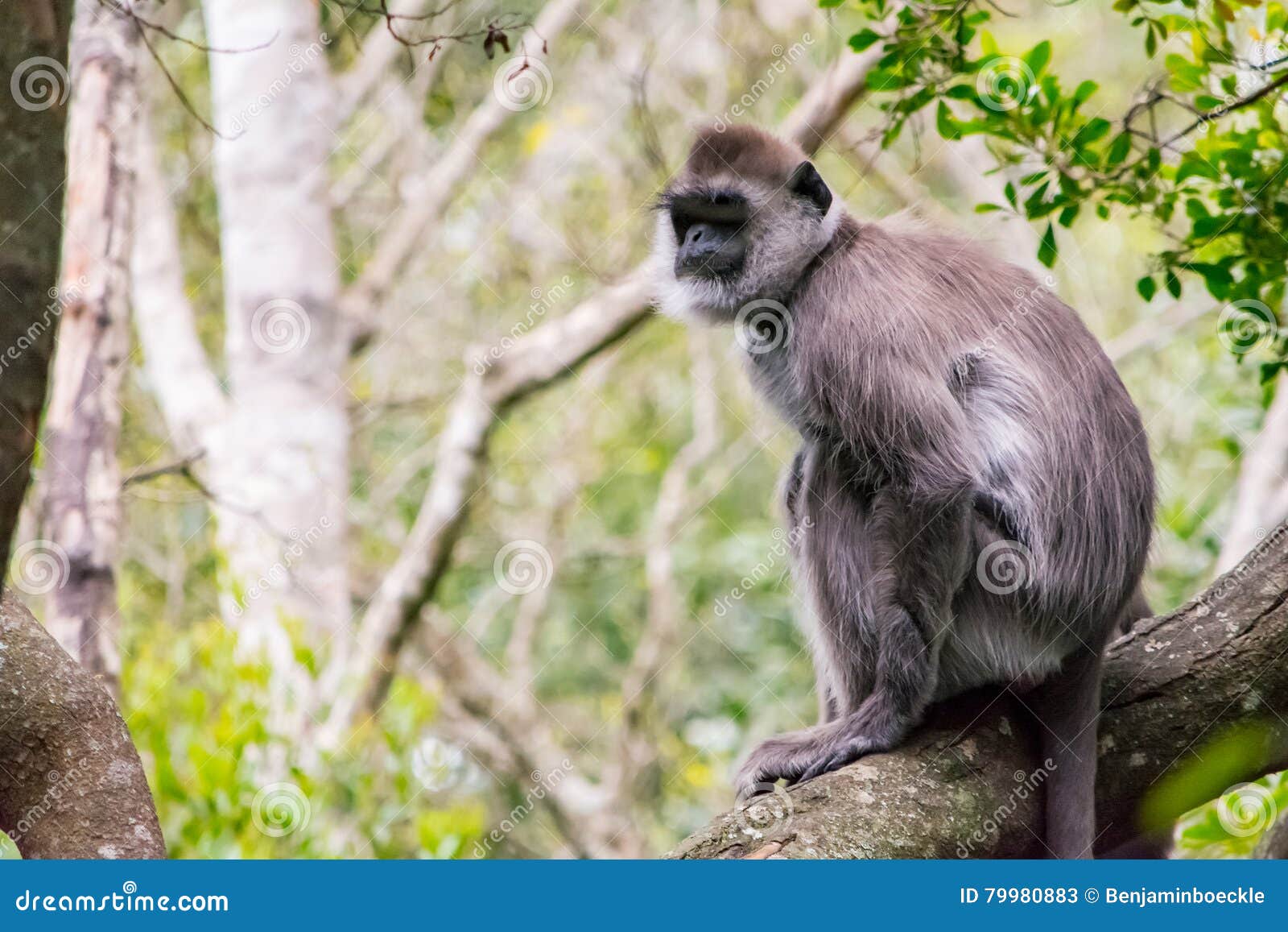 Mono Que Se Sienta En La Selva Imagen de archivo - Imagen de negro ...