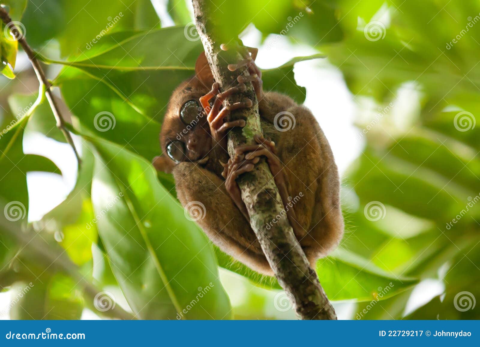 Mono raro de Tarsier imagen de archivo. Imagen de nocturno - 22729217