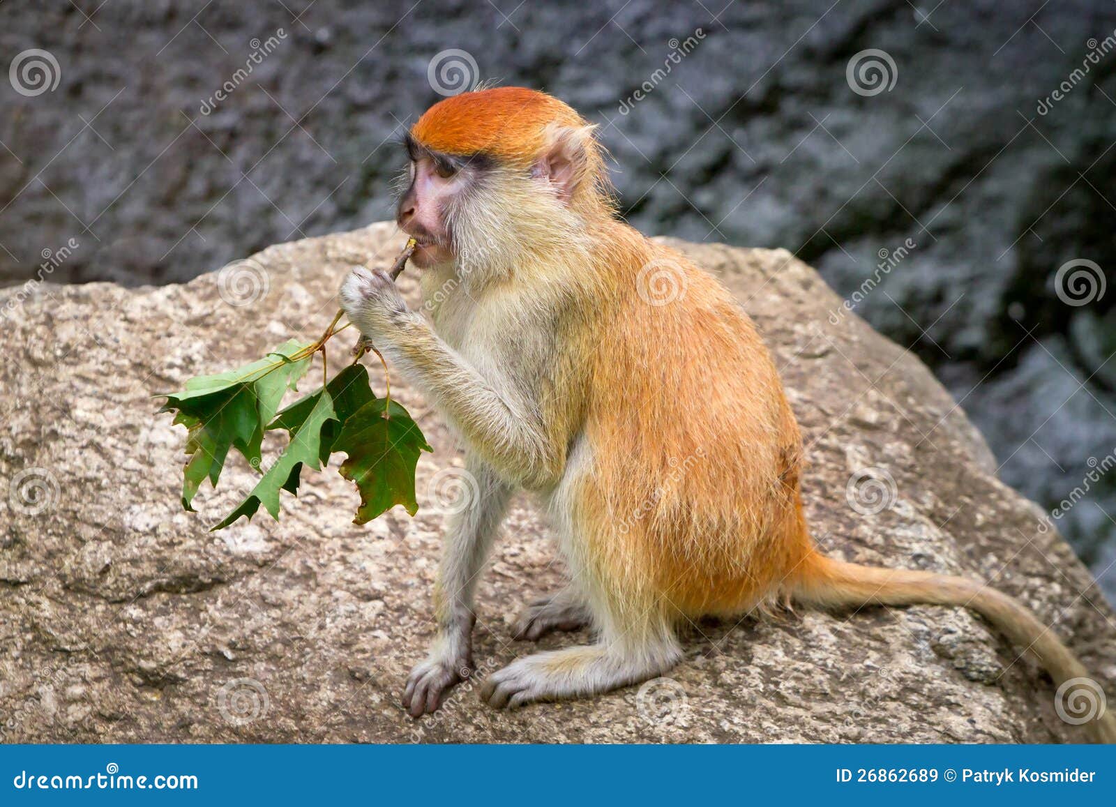 Mono rojo del pelo imagen de archivo. Imagen de fauna - 26862689