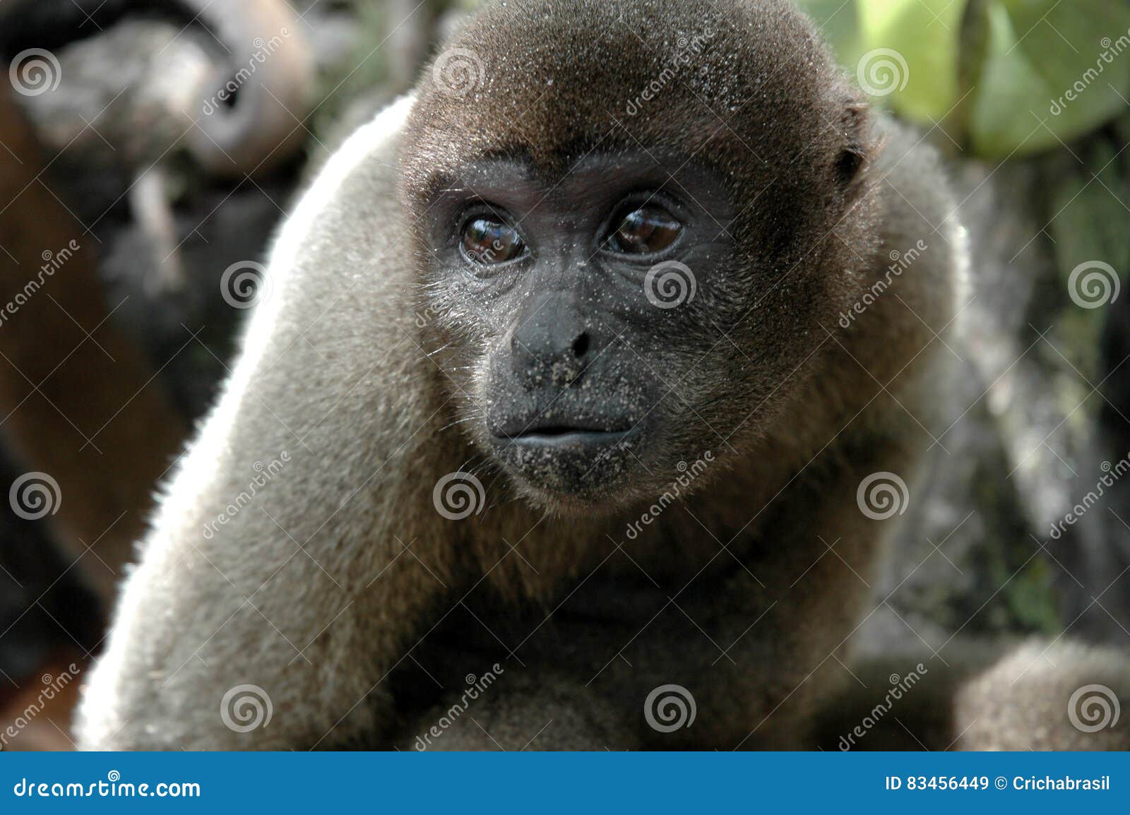 Mono salvaje el Brasil imagen de archivo. Imagen de salvaje - 83456449