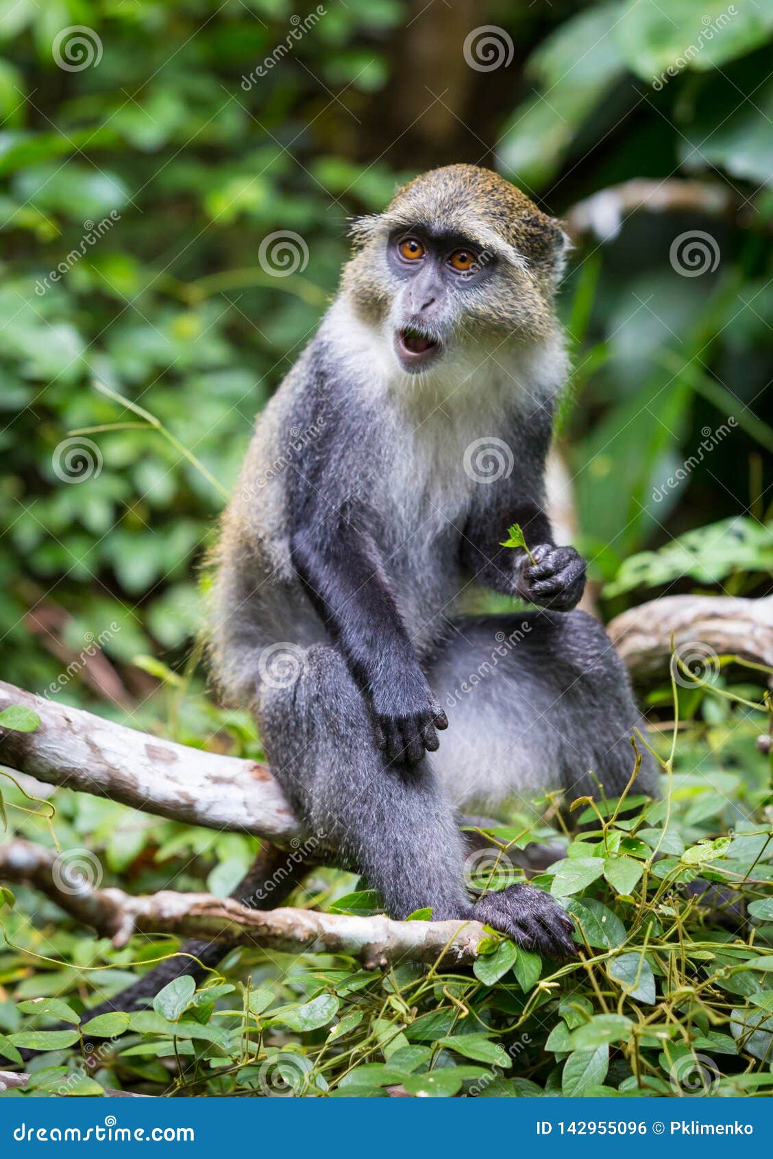 Mono salvaje en selva foto de archivo. Imagen de bebé - 142955096