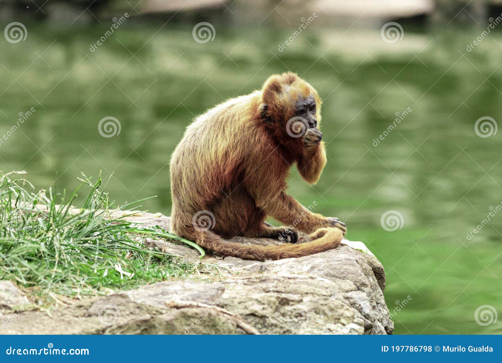 Mono Sentado En El Suelo Comiendo Banana Foto de archivo - Imagen de ...
