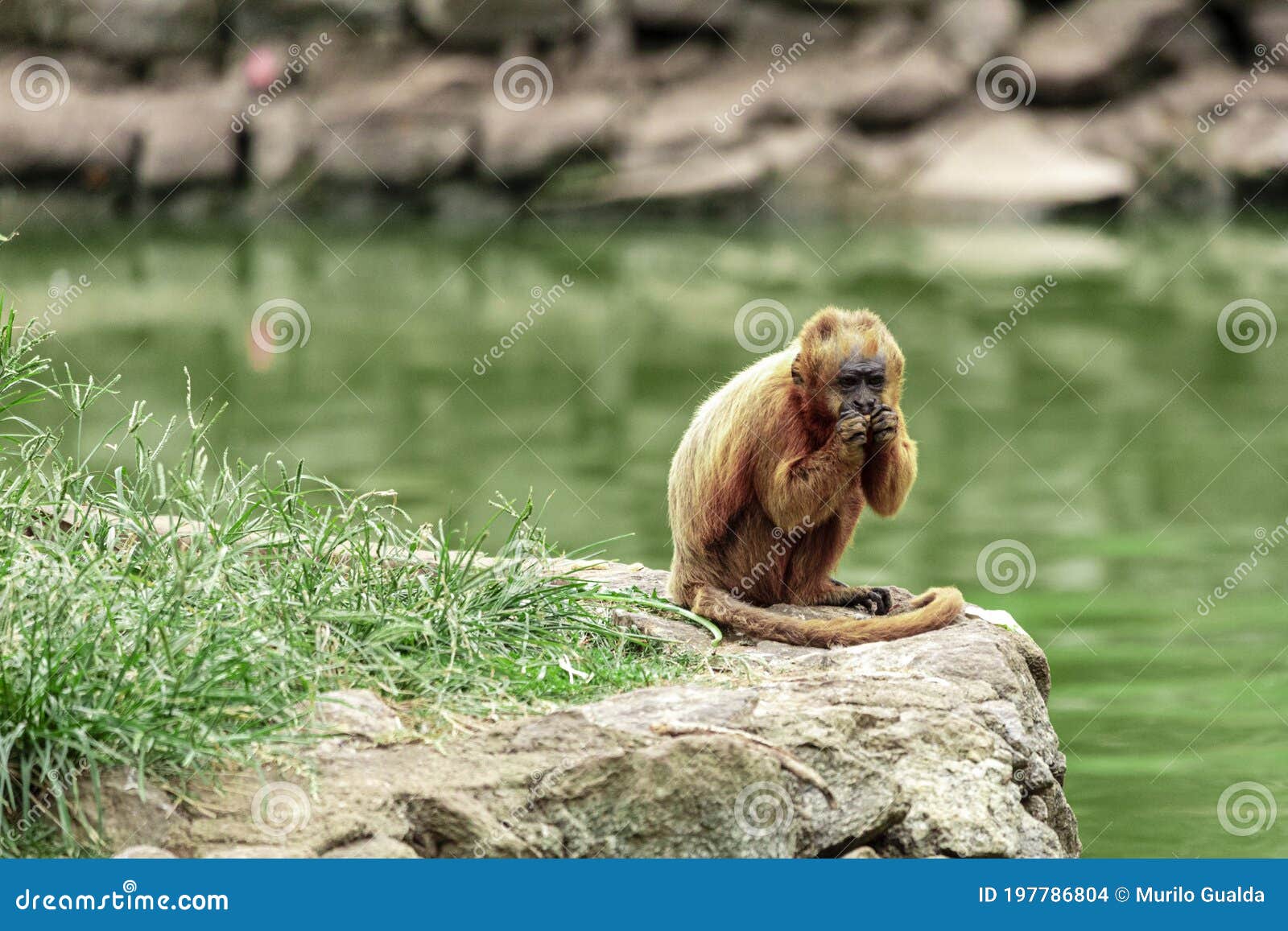 Mono Sentado En El Suelo Comiendo Banana Foto de archivo - Imagen de ...