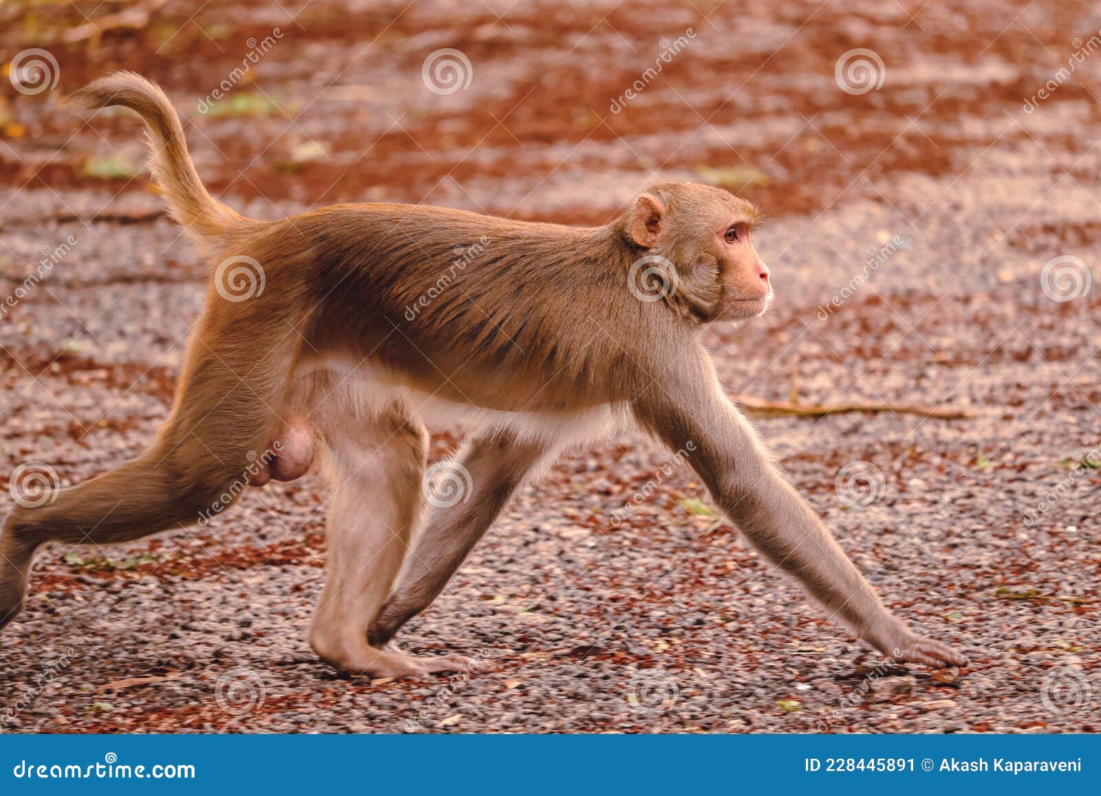 Mono sentado en el suelo imagen de archivo. Imagen de cubo - 228445891