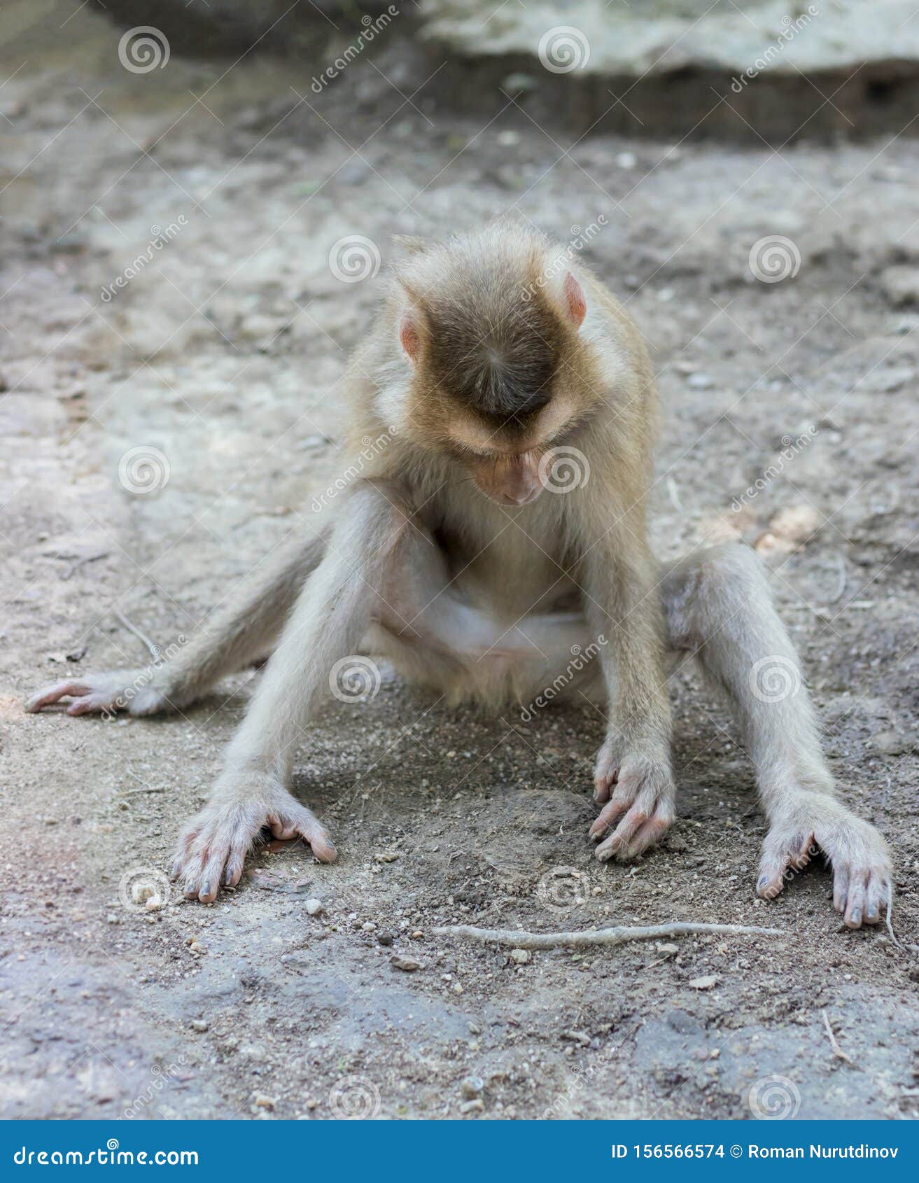 Mono Sentado Y Mirando Al Suelo Foto de archivo - Imagen de asia ...