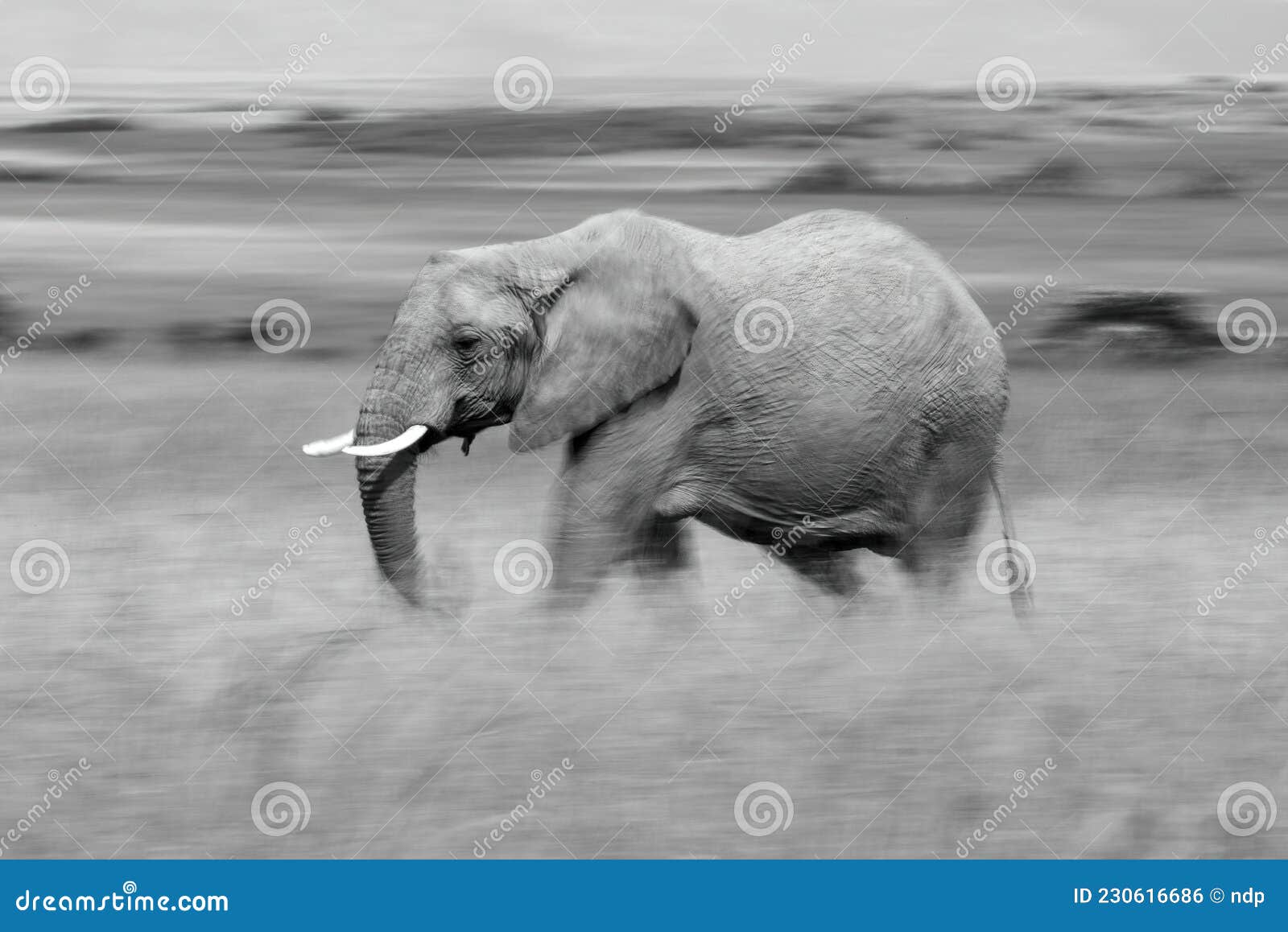 Mono Slow Pan of African Elephant Walking Stock Photo - Image of ...