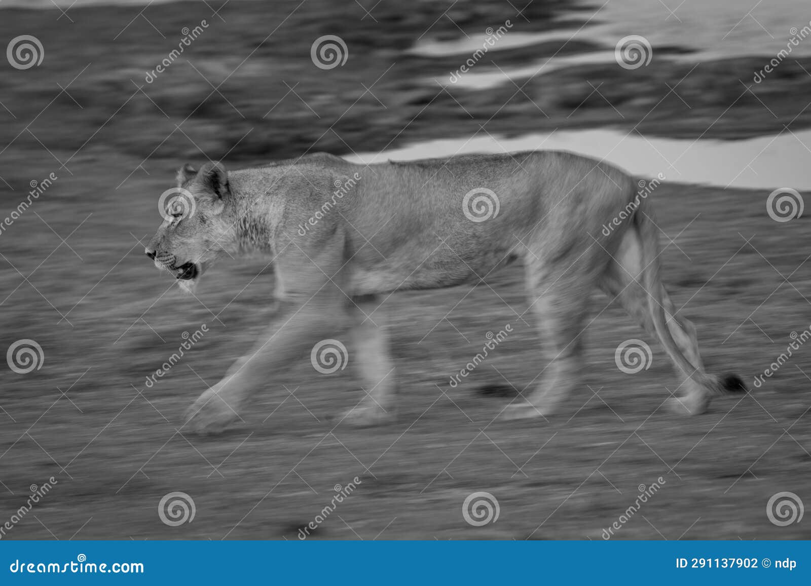 Mono Slow Pan of Lioness Crossing Riverbank Stock Photo - Image of ...
