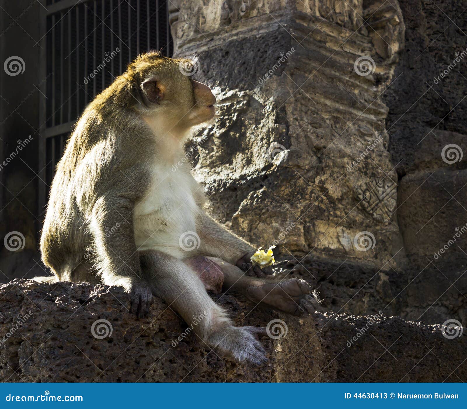 Mono solo que busca algo imagen de archivo. Imagen de espera - 44630413