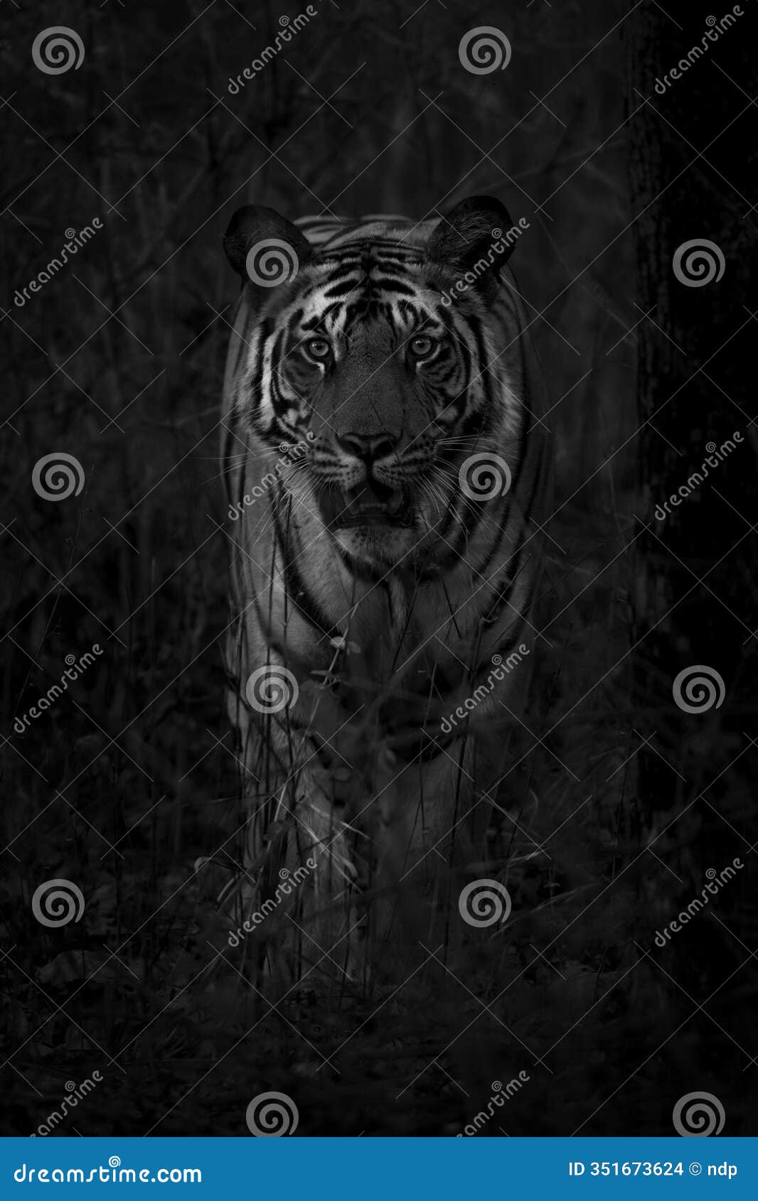 Mono Tiger Stands by Tree Facing Camera Stock Photo - Image of nature ...