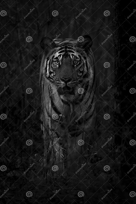 Mono Tiger Stands by Tree Facing Camera Stock Photo - Image of nature ...