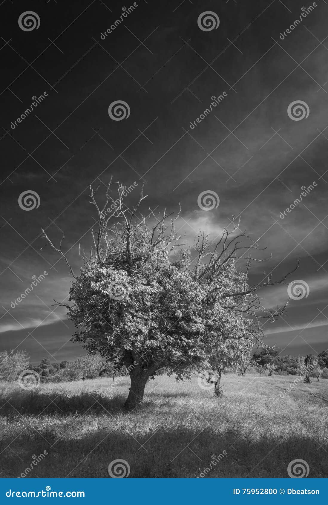 Mono Tree stock photo. Image of grass, mono, travel, branch - 75952800