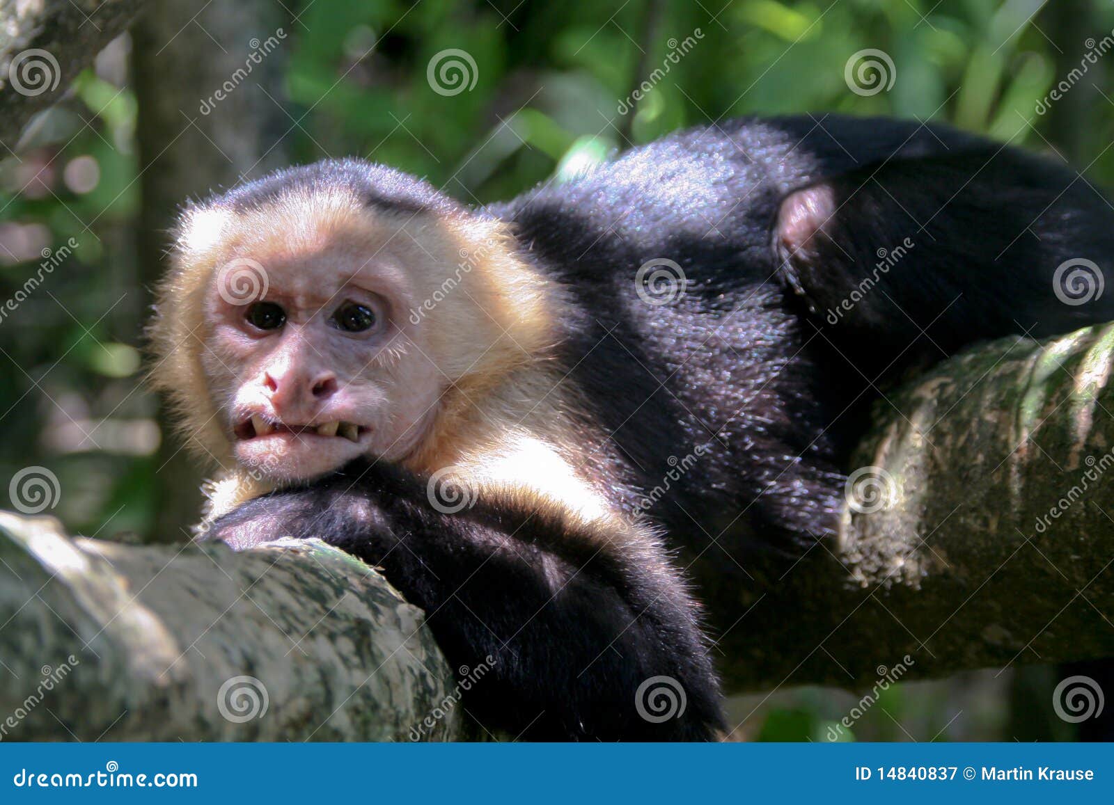 Mono viejo muy feo imagen de archivo. Imagen de viejo - 14840837
