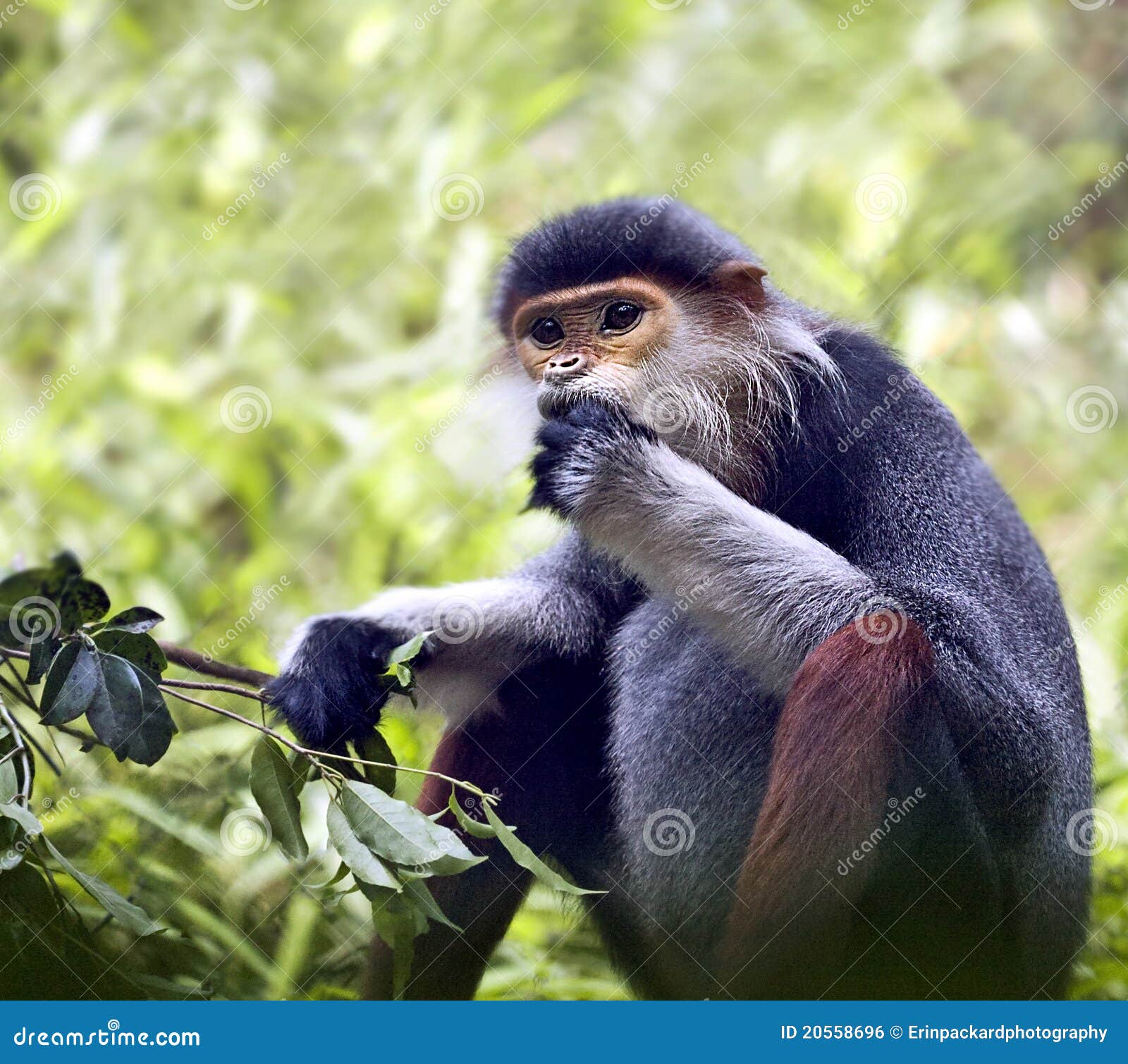 Mono vietnamita foto de archivo. Imagen de reservas, yermo - 20558696