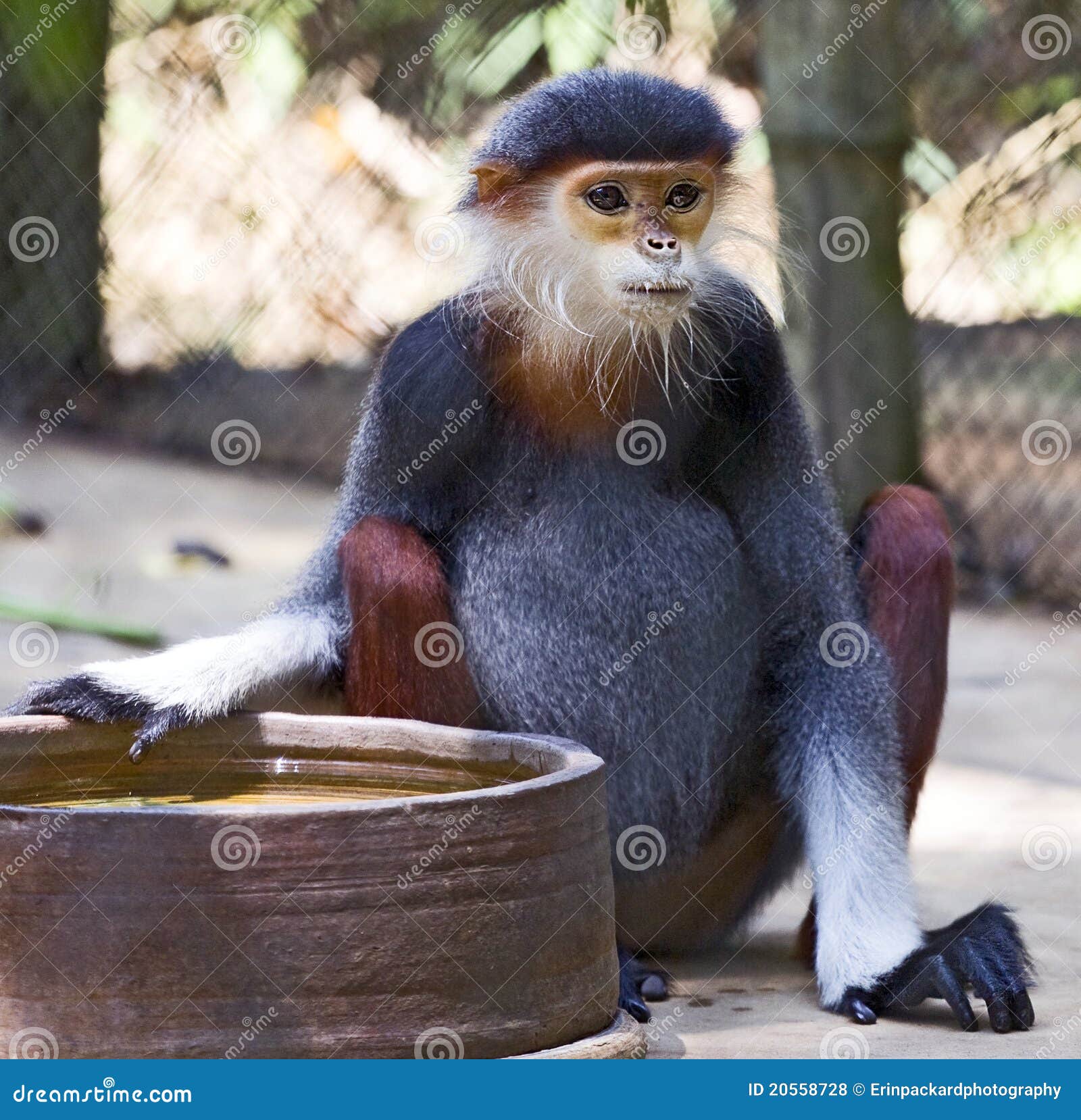 Mono vietnamita foto de archivo. Imagen de fauna, endanger - 20558728