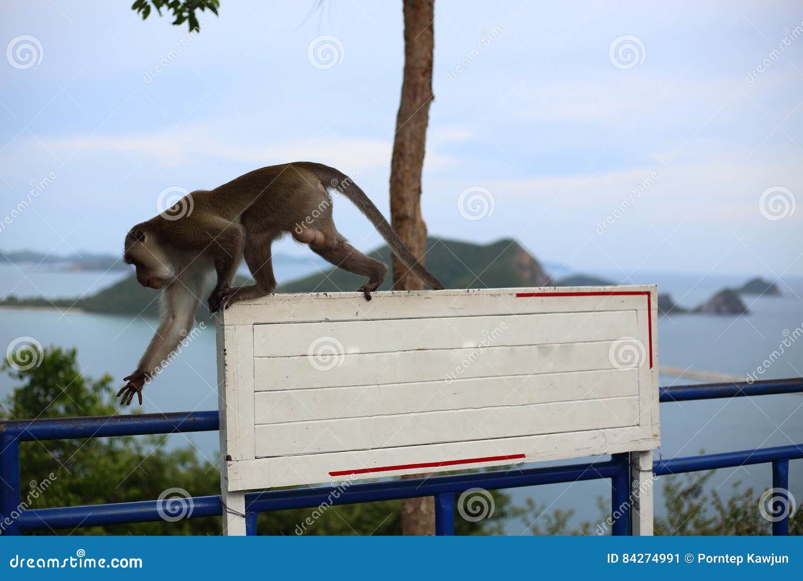 Mono y etiqueta del blanco imagen de archivo. Imagen de cara - 84274991