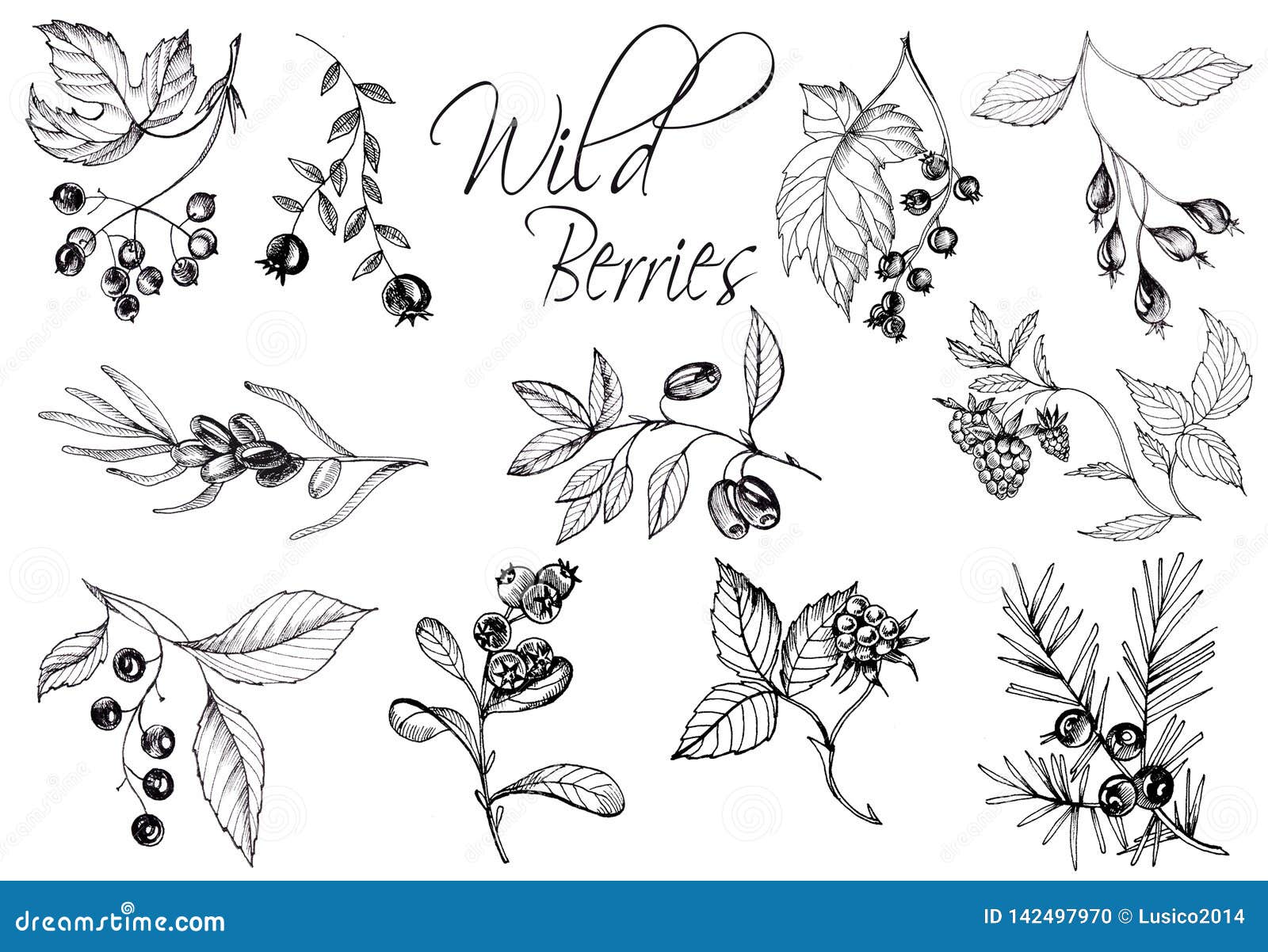 Monochrom Hand Drawn Illustration of Wild Berries. Stock Illustration ...